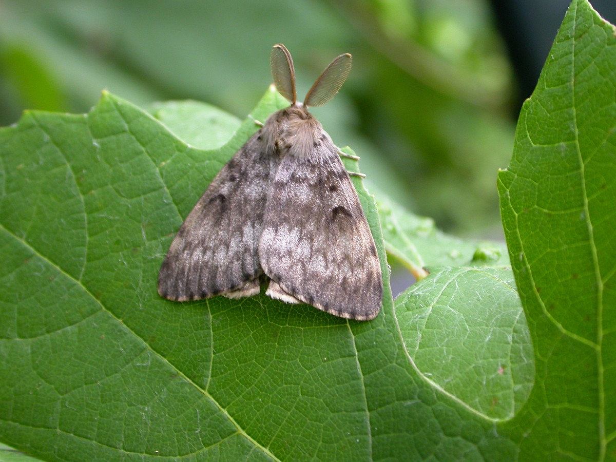 Lymantria monacha, Black Arches