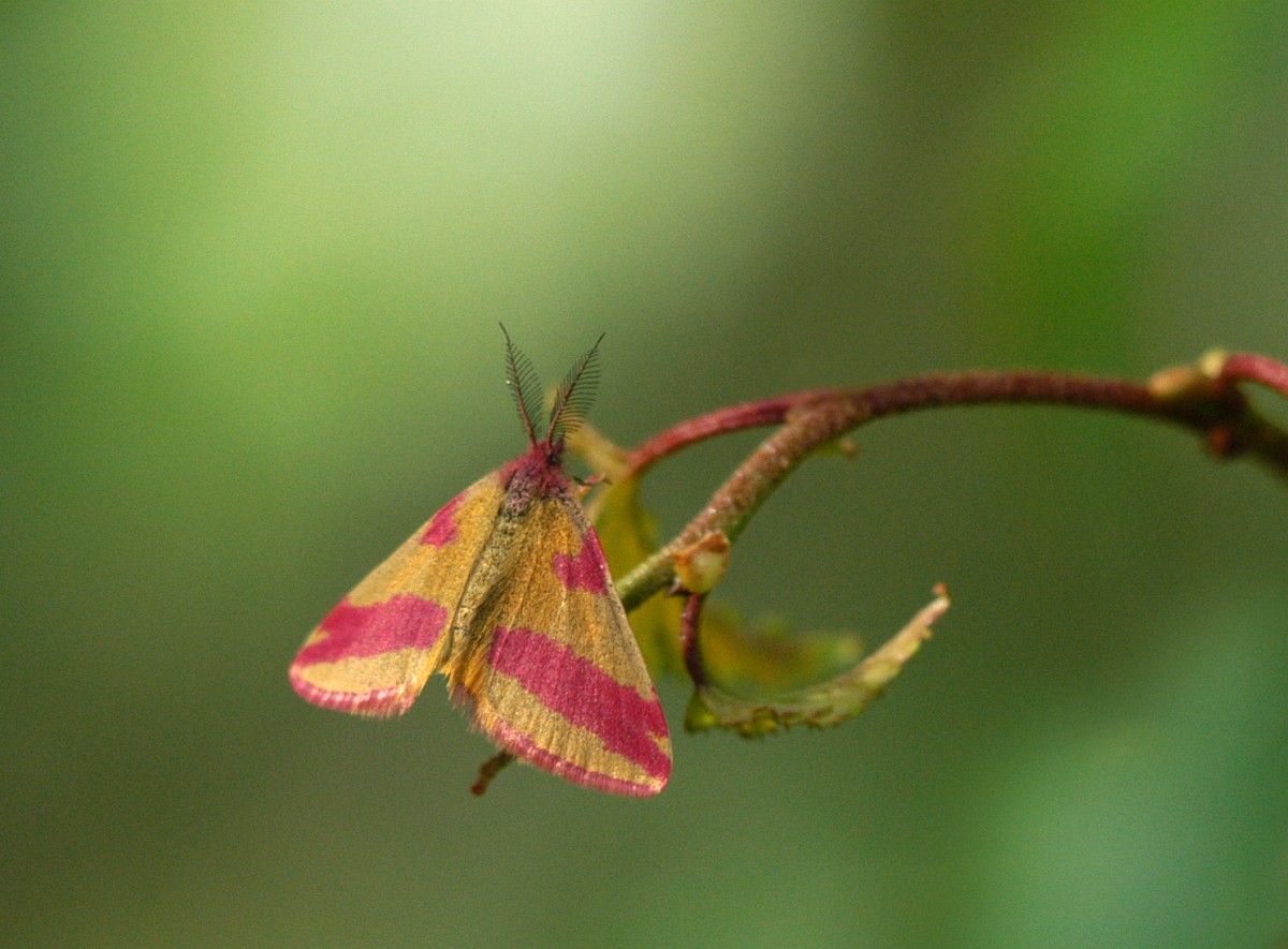 Lythria cruentaria, Purple-barred Yellow