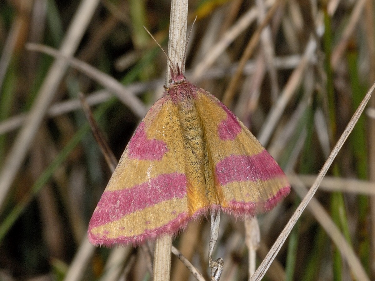 Lythria cruentaria, Purple-barred Yellow