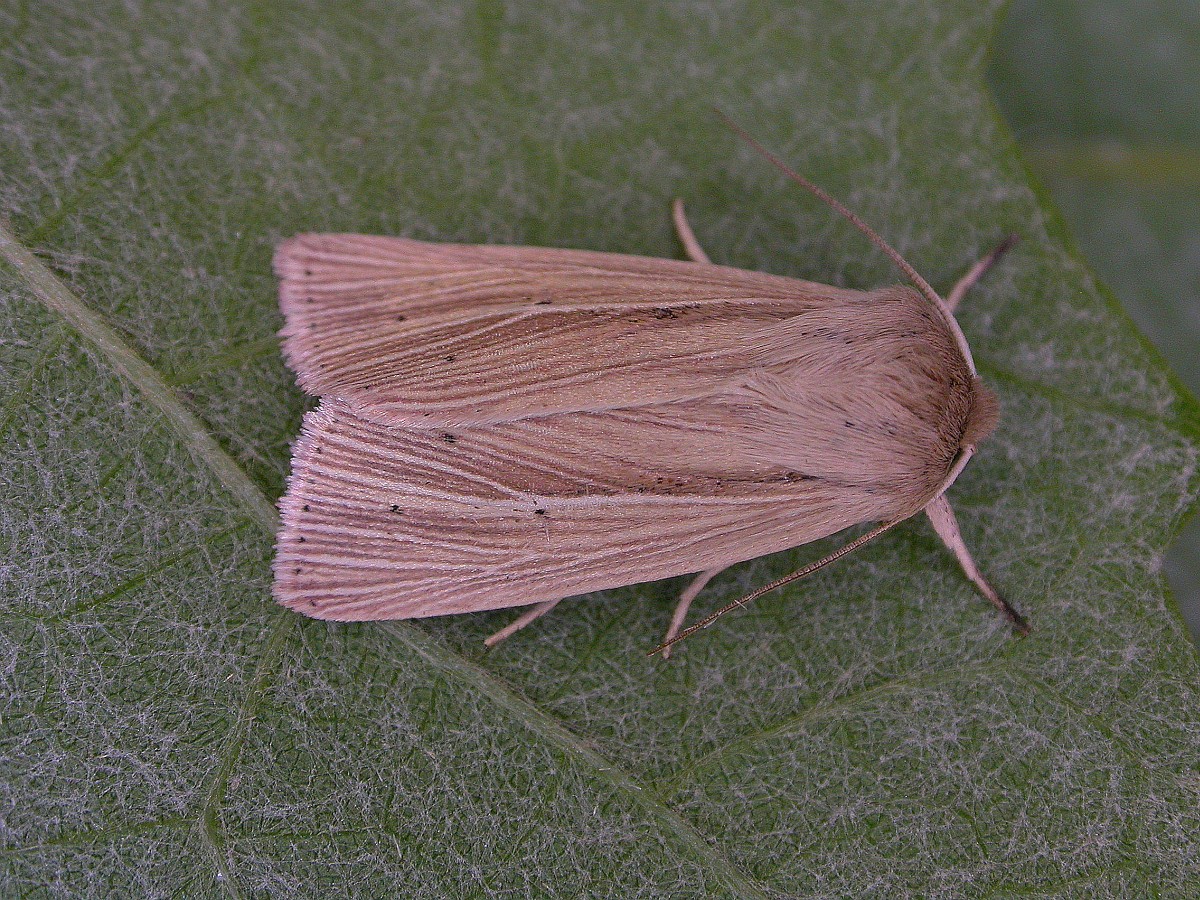 Mythimna impura, Smoky Wainscot