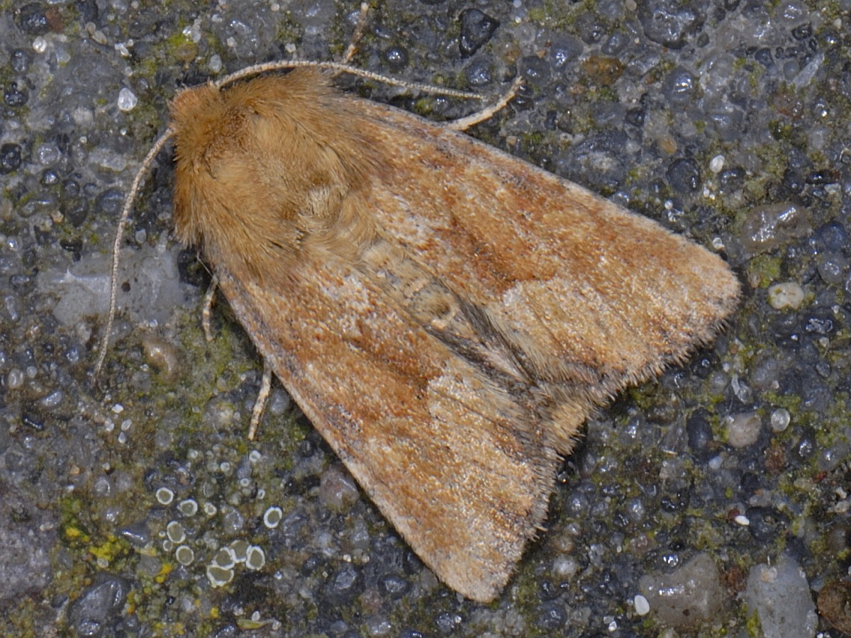 Oligia fasciuncula, Middle-barred Minor