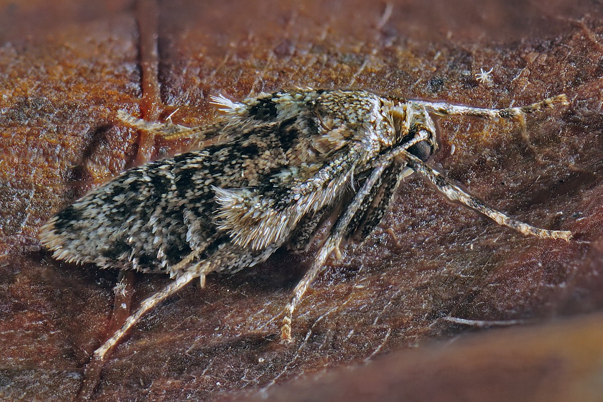 Operophtera brumata, Winter moth