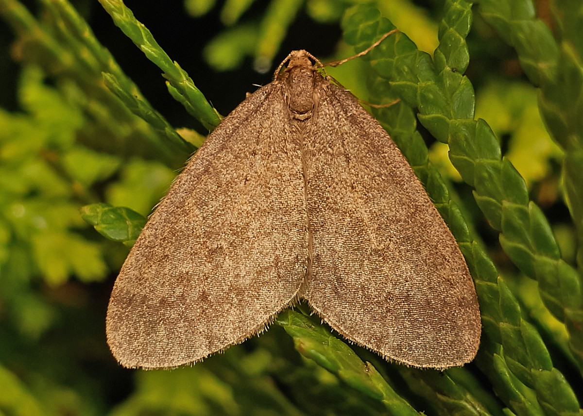 Operophtera fagata