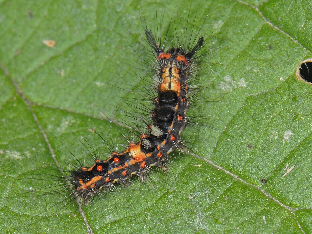 Orgyia antiqua, Vapourer