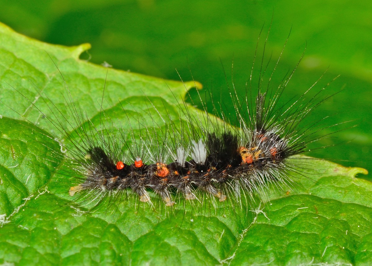 Orgyia antiqua, Vapourer