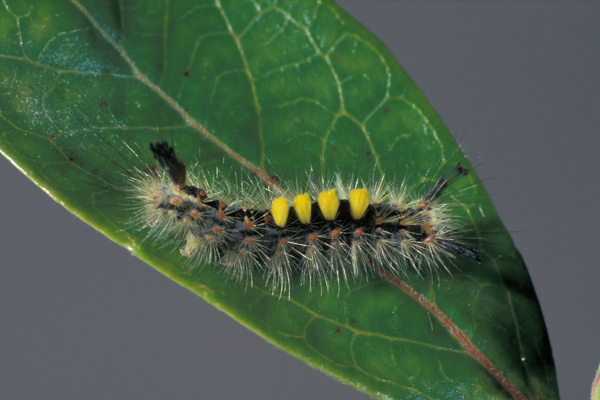 Orgyia antiqua, Vapourer