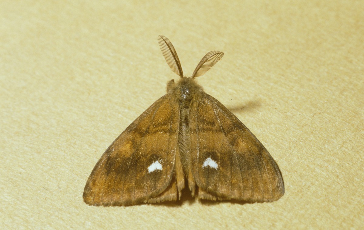 Orgyia antiqua, Vapourer