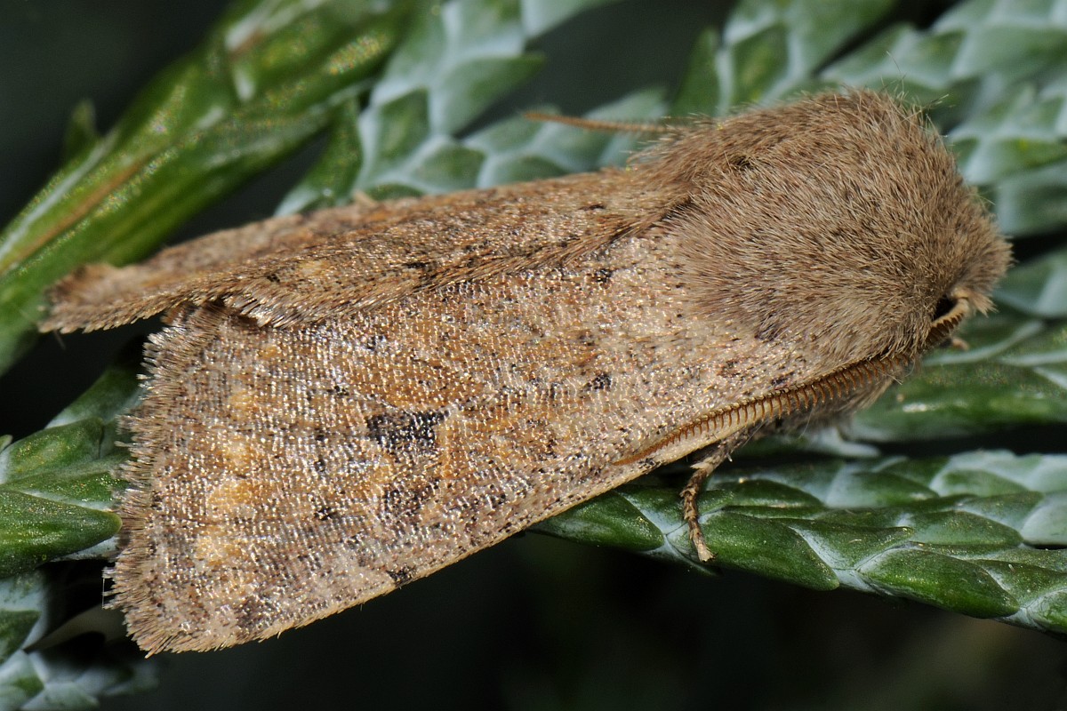 Orthosia cruda, Small Quaker