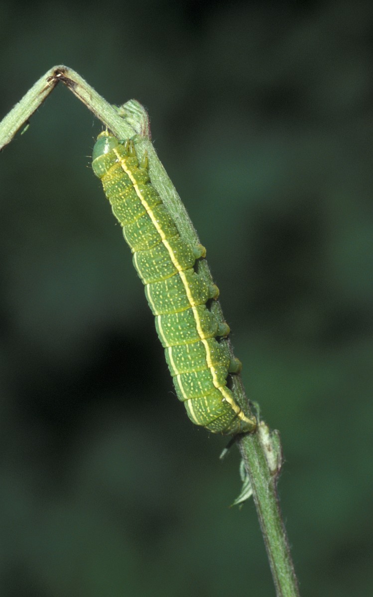 Orthosia incerta, Clouded Drab