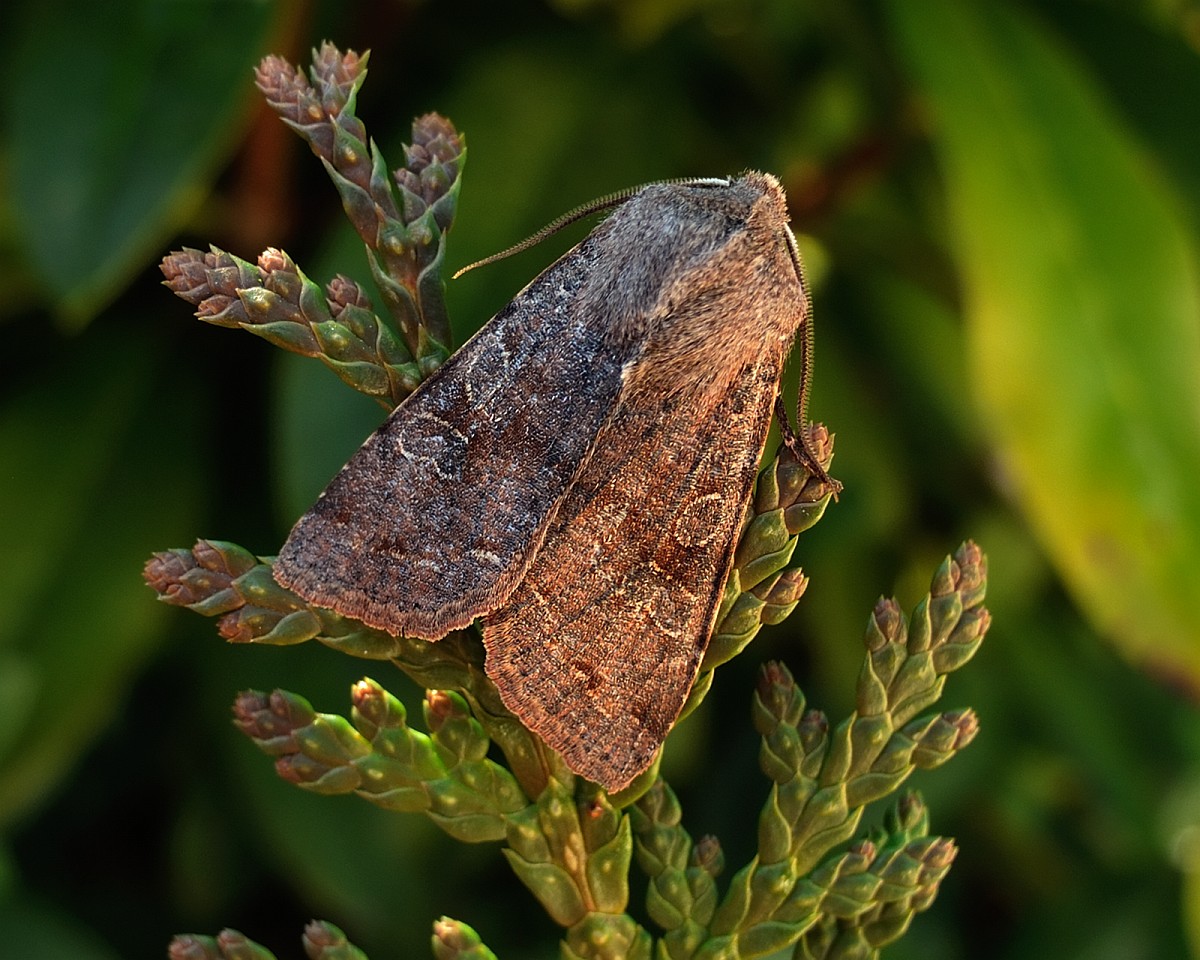 Orthosia incerta, Clouded Drab
