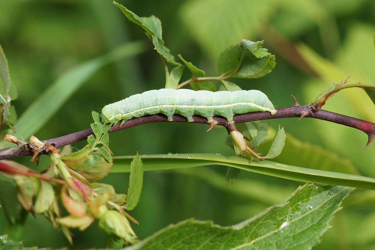 Orthosia incerta, Clouded Drab