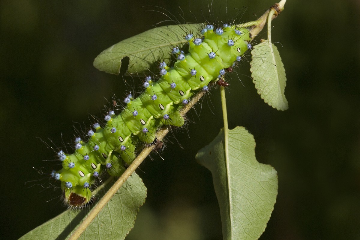 Saturnia pyri, Great Peacock