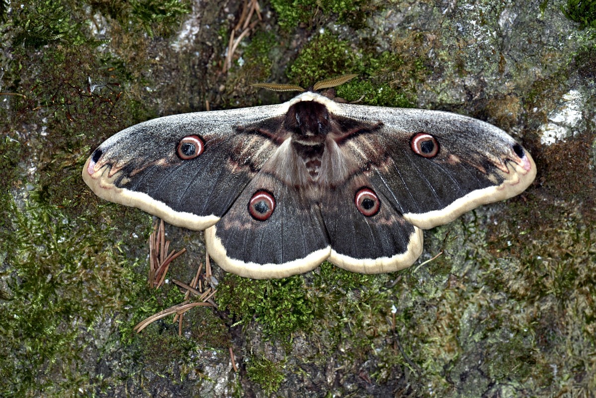 Saturnia pyri, Great Peacock