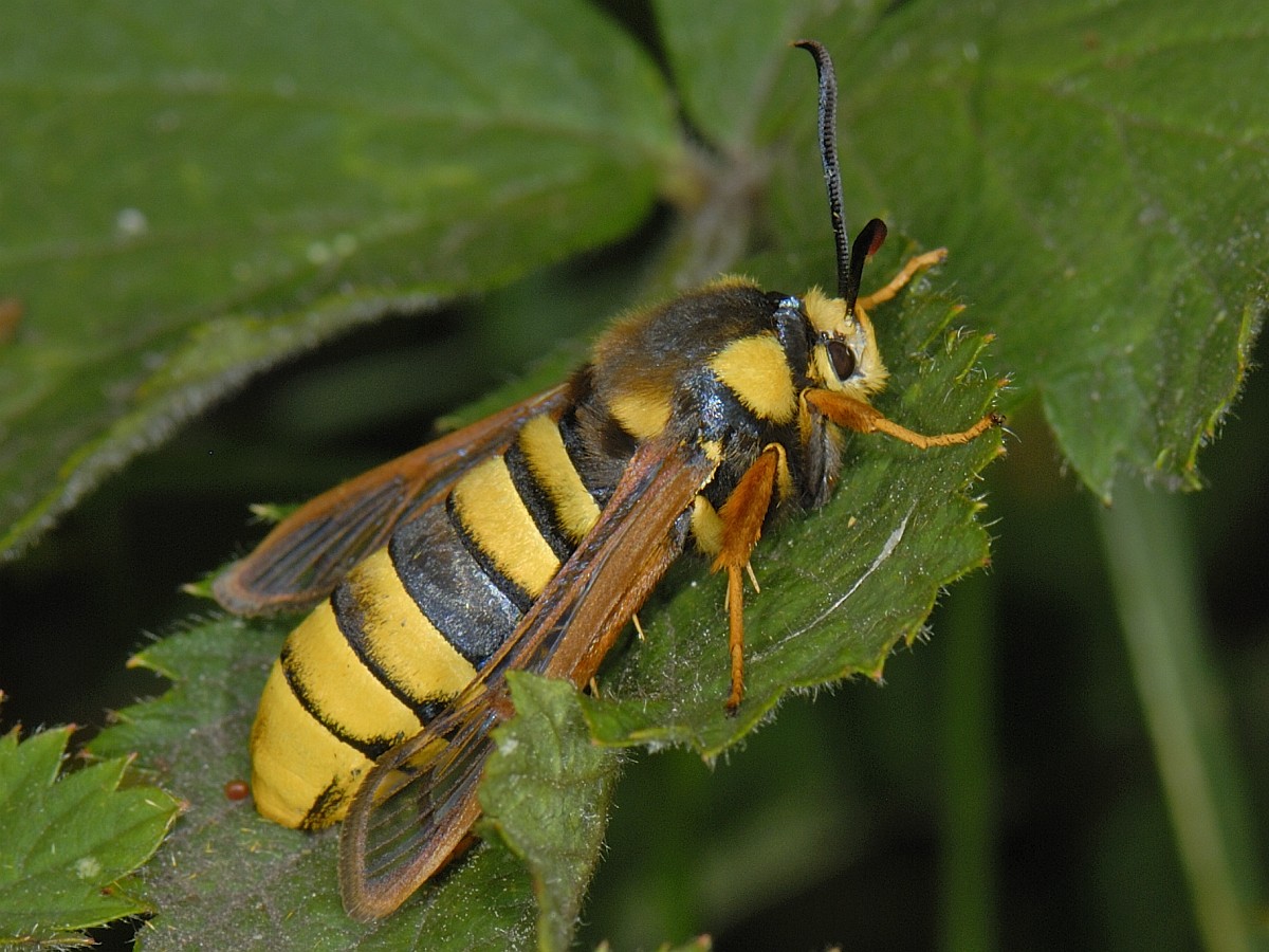 Sesia apiformis, Hornet Clearwing