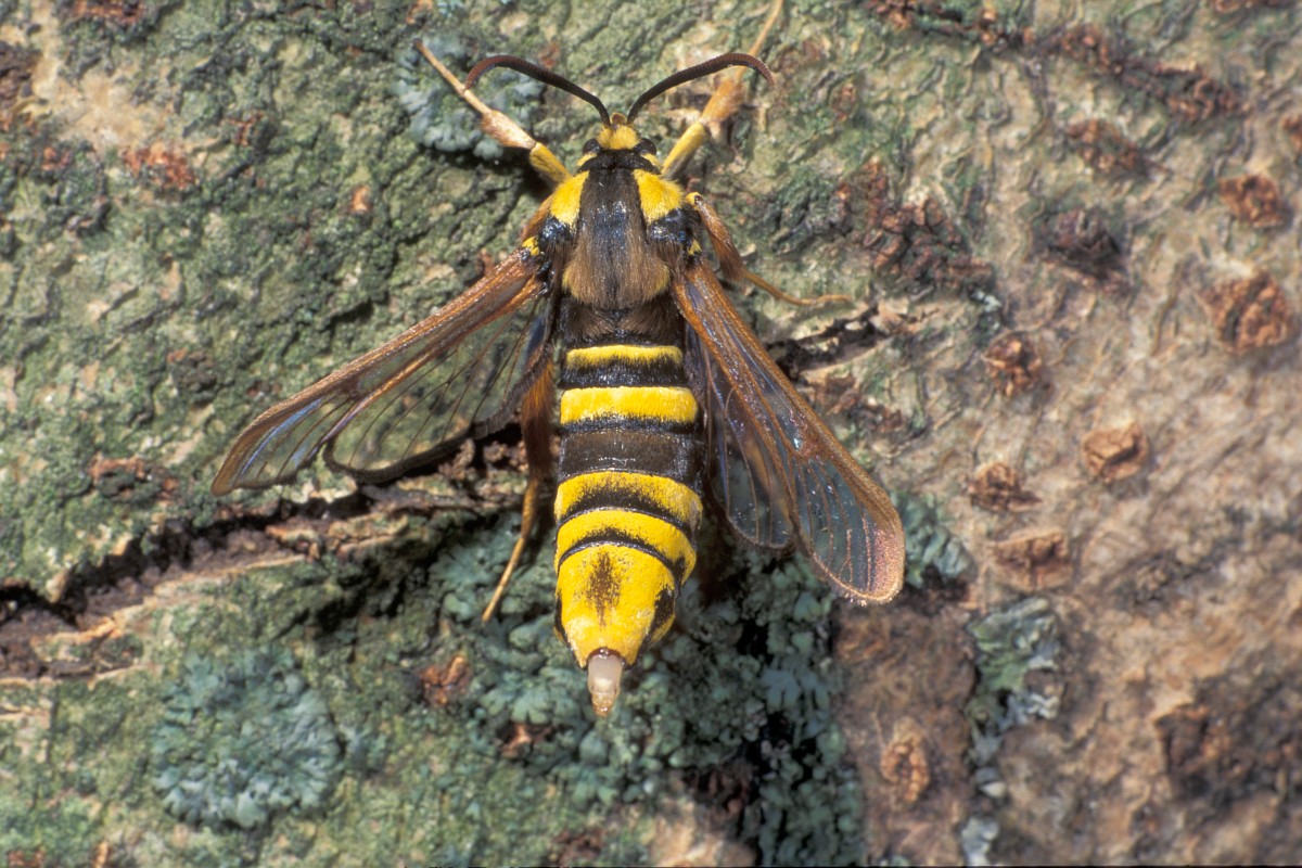 Sesia apiformis, Hornet Clearwing