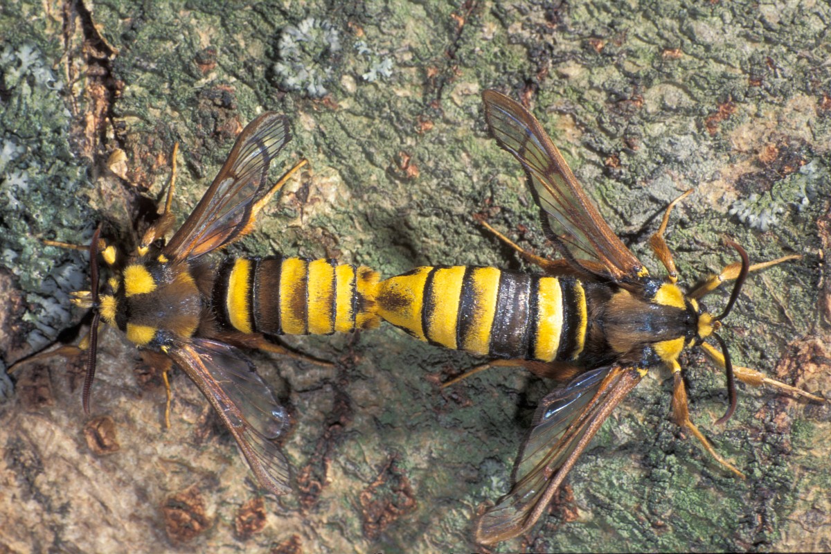 Sesia apiformis, Hornet Clearwing