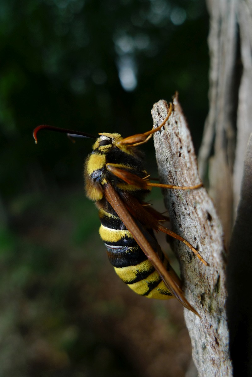 Sesia apiformis, Hornet Clearwing