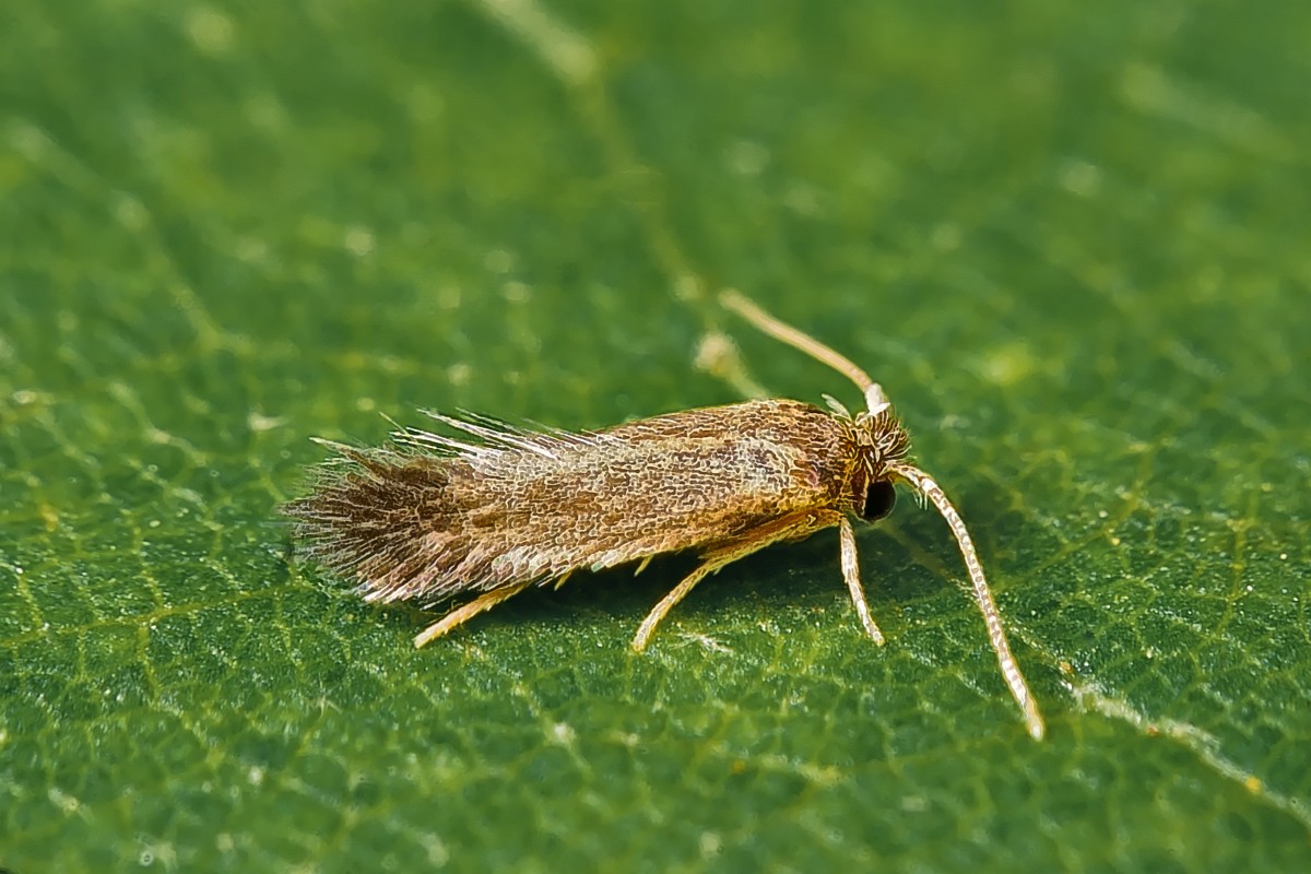 Stigmella roborella