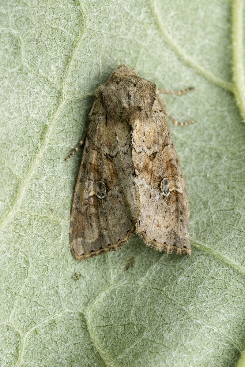 Xestia alpicola, Northern Dart