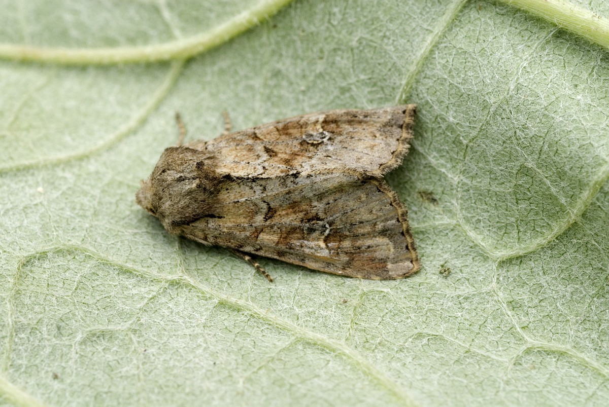 Xestia alpicola, Northern Dart