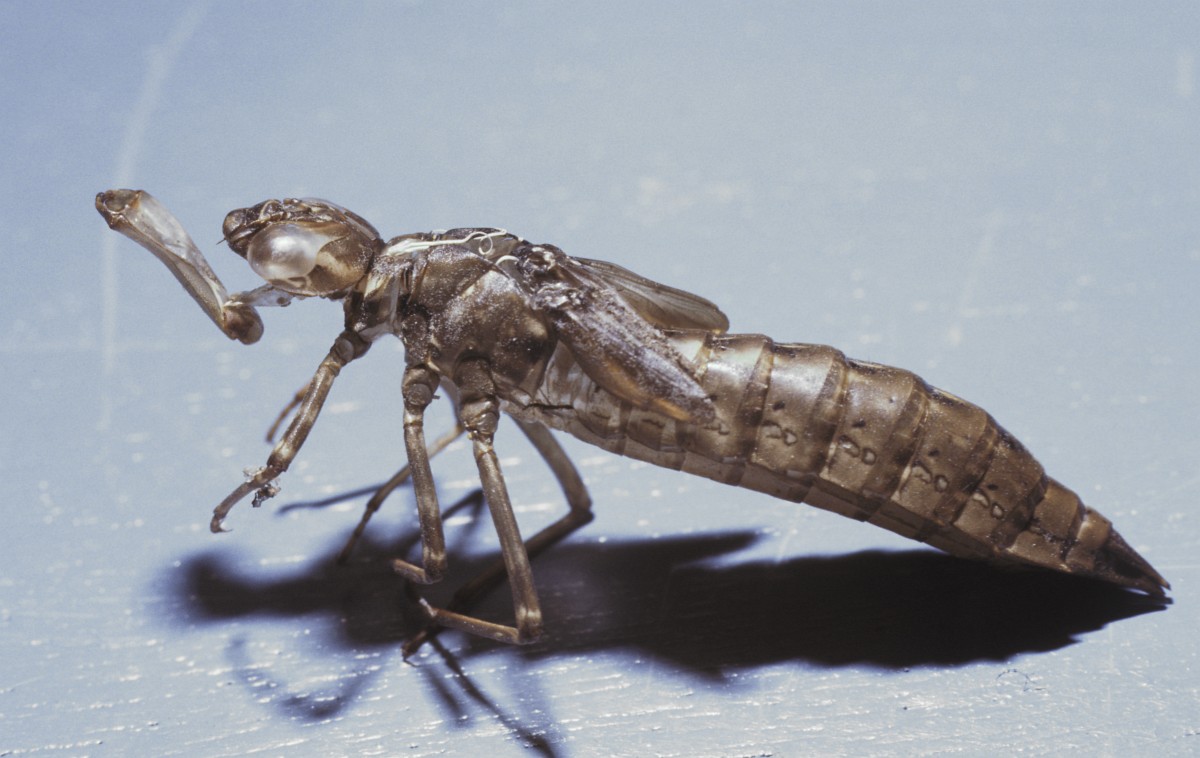 Aeshna cyanea, Southern Hawker