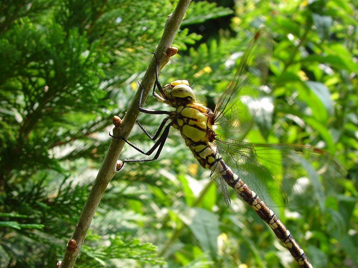 Aeshna cyanea, Southern Hawker