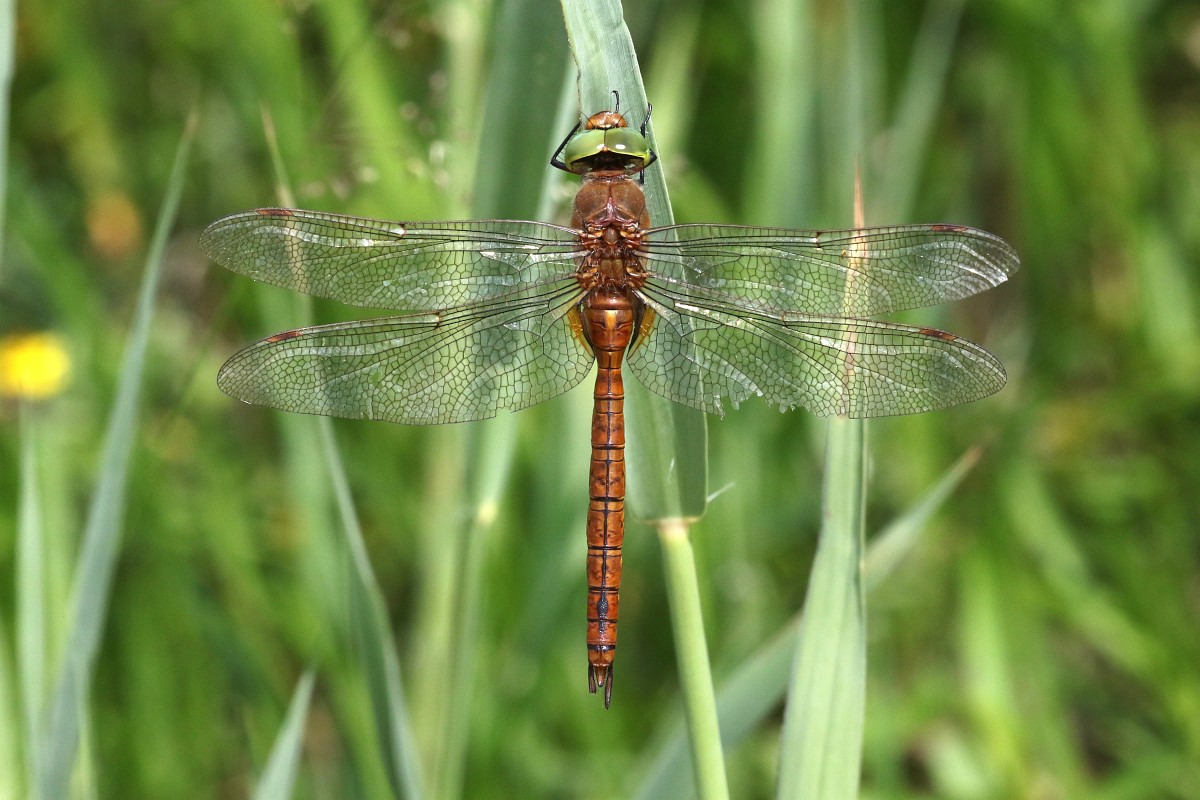 Aeshna isosceles, Norfolk Hawker