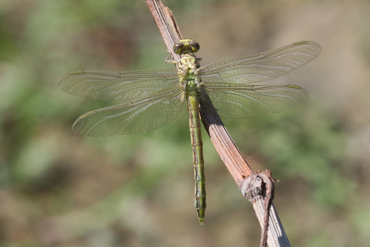 Gomphus flavipes, Yellow-legged Club-tailed Dragonfly