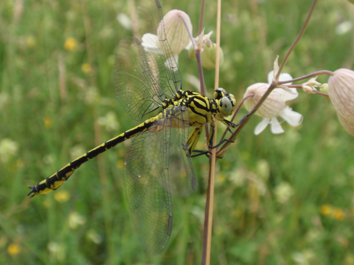 Gomphus flavipes, Yellow-legged Club-tailed Dragonfly