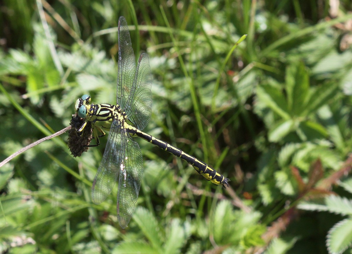 Gomphus flavipes, Yellow-legged Club-tailed Dragonfly
