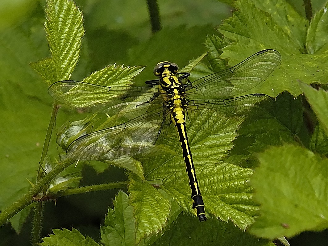 Gomphus vulgatissimus, Club-tailed Dragonfly