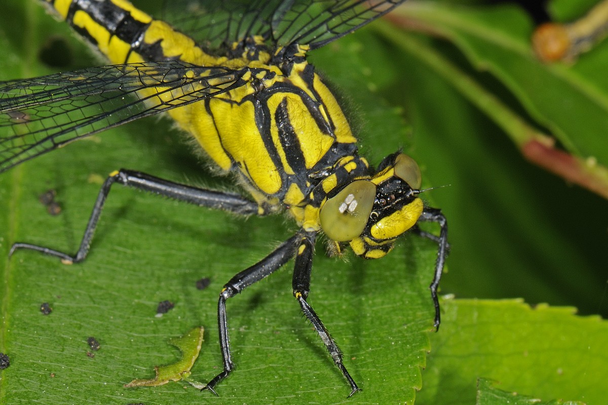 Gomphus vulgatissimus, Club-tailed Dragonfly