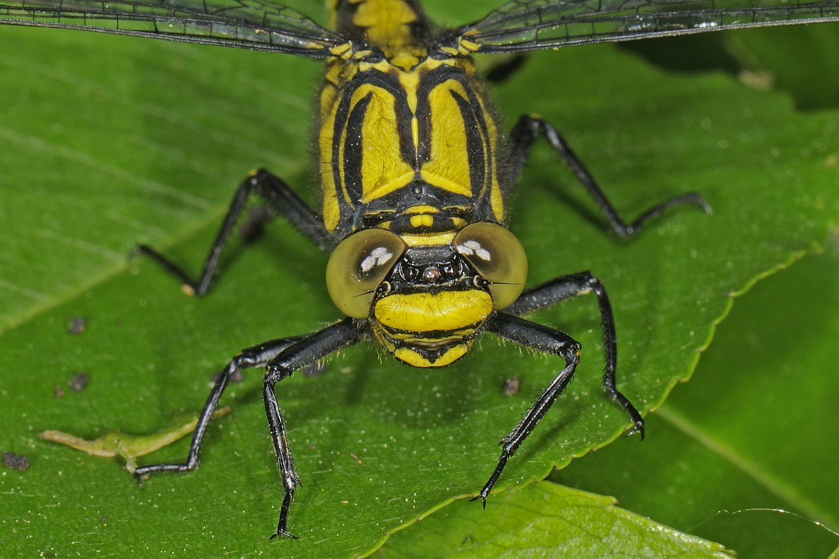 Gomphus vulgatissimus, Club-tailed Dragonfly