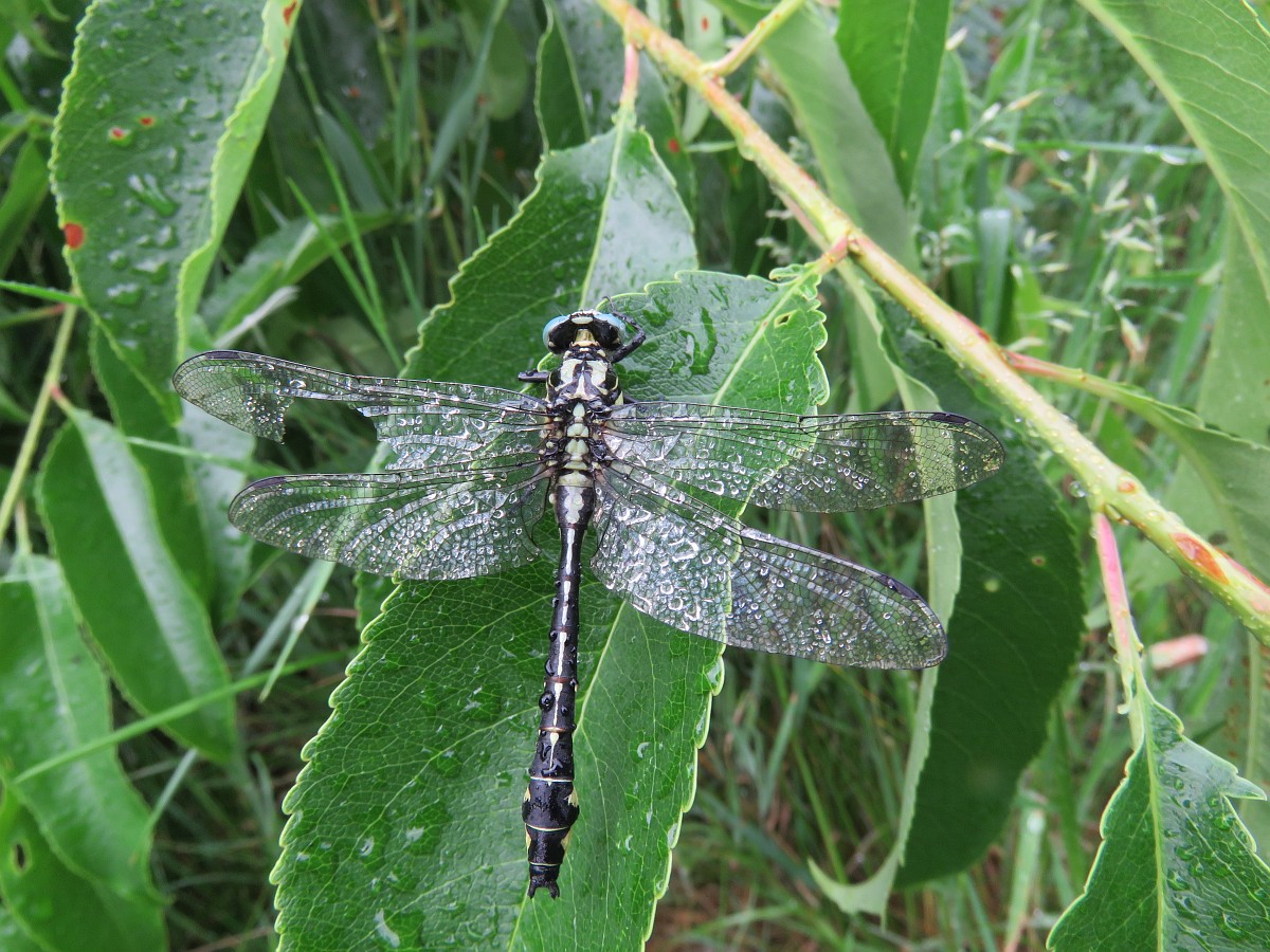 Gomphus vulgatissimus, Club-tailed Dragonfly