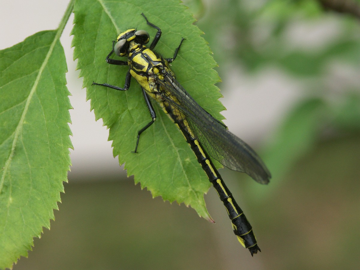 Gomphus vulgatissimus, Club-tailed Dragonfly