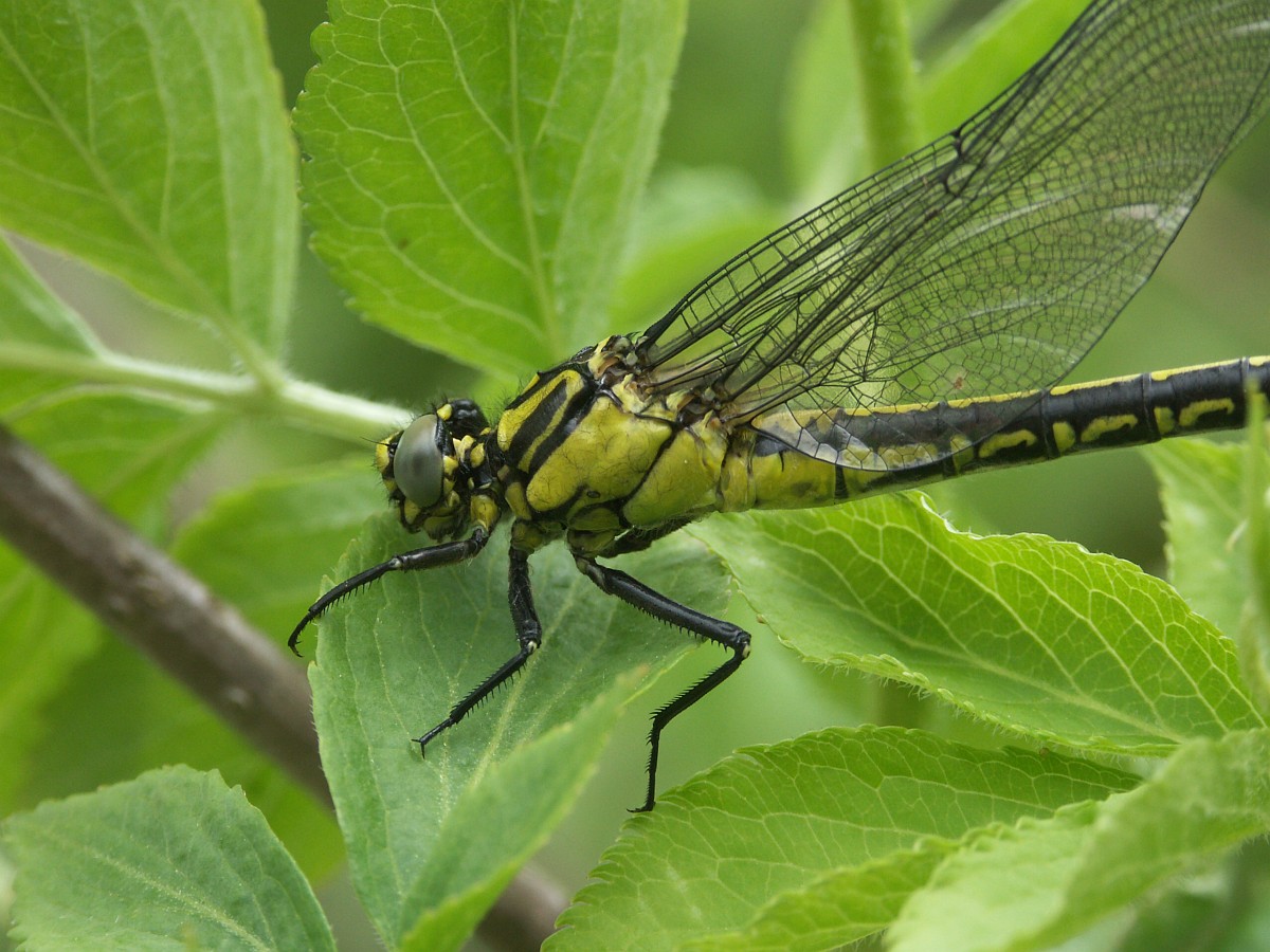 Gomphus vulgatissimus, Club-tailed Dragonfly