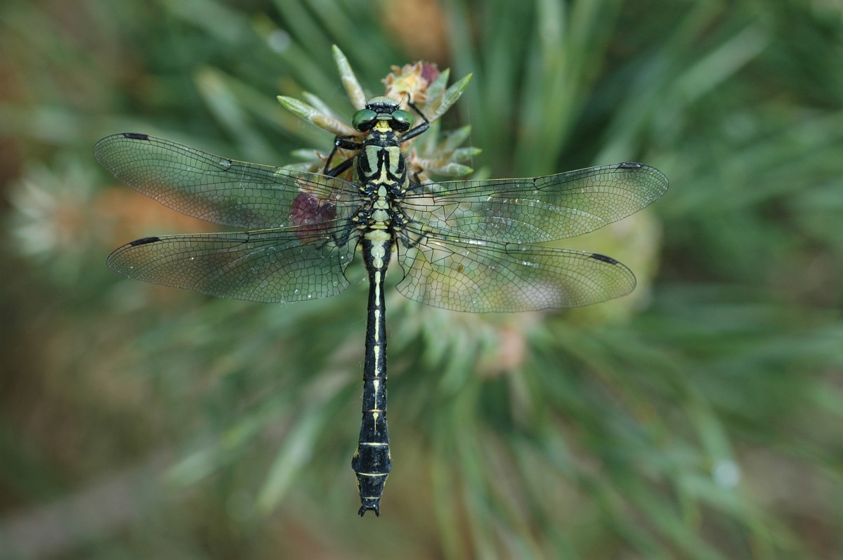 Gomphus vulgatissimus, Club-tailed Dragonfly
