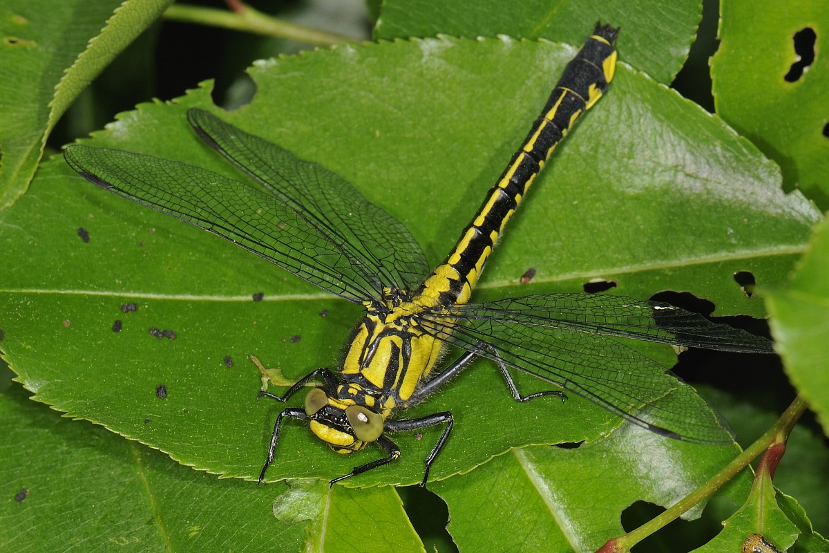 Gomphus vulgatissimus, Club-tailed Dragonfly