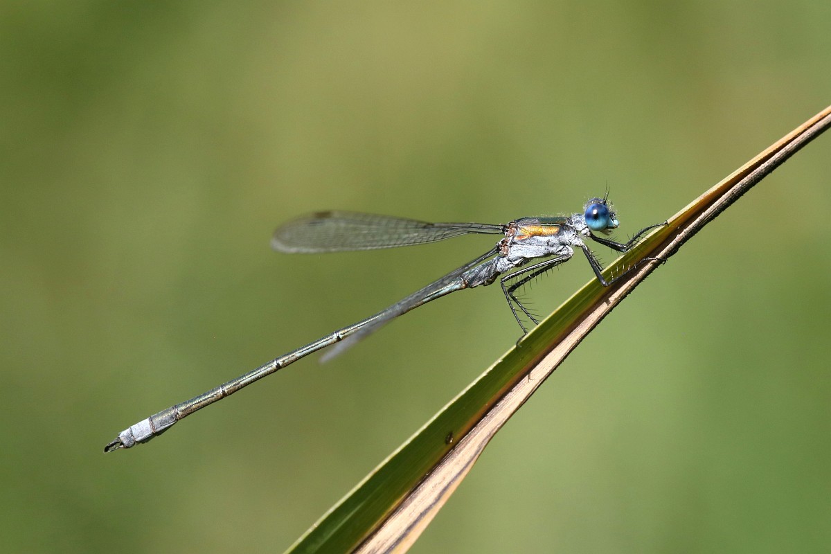 Lestes sponsa, Emerald Damselfly