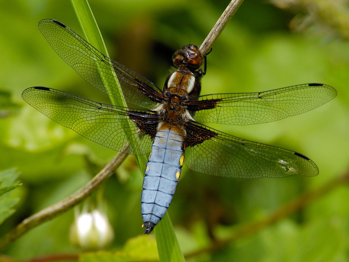 Libellula depressa, Broad-bodied Libellula