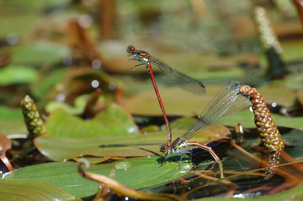 Pyrrhosoma nymphula, Large Red Damselfly