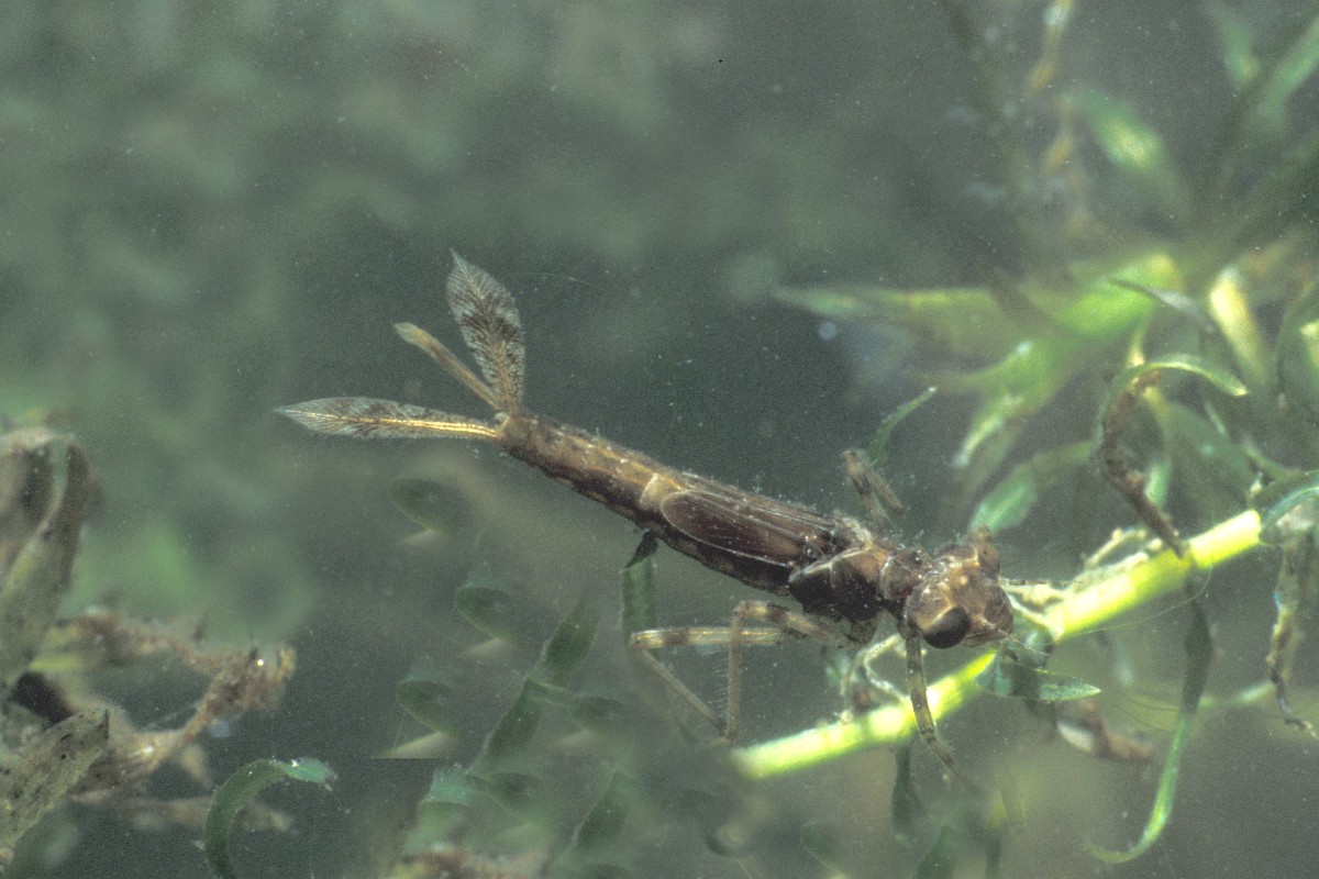 Pyrrhosoma nymphula, Large Red Damselfly