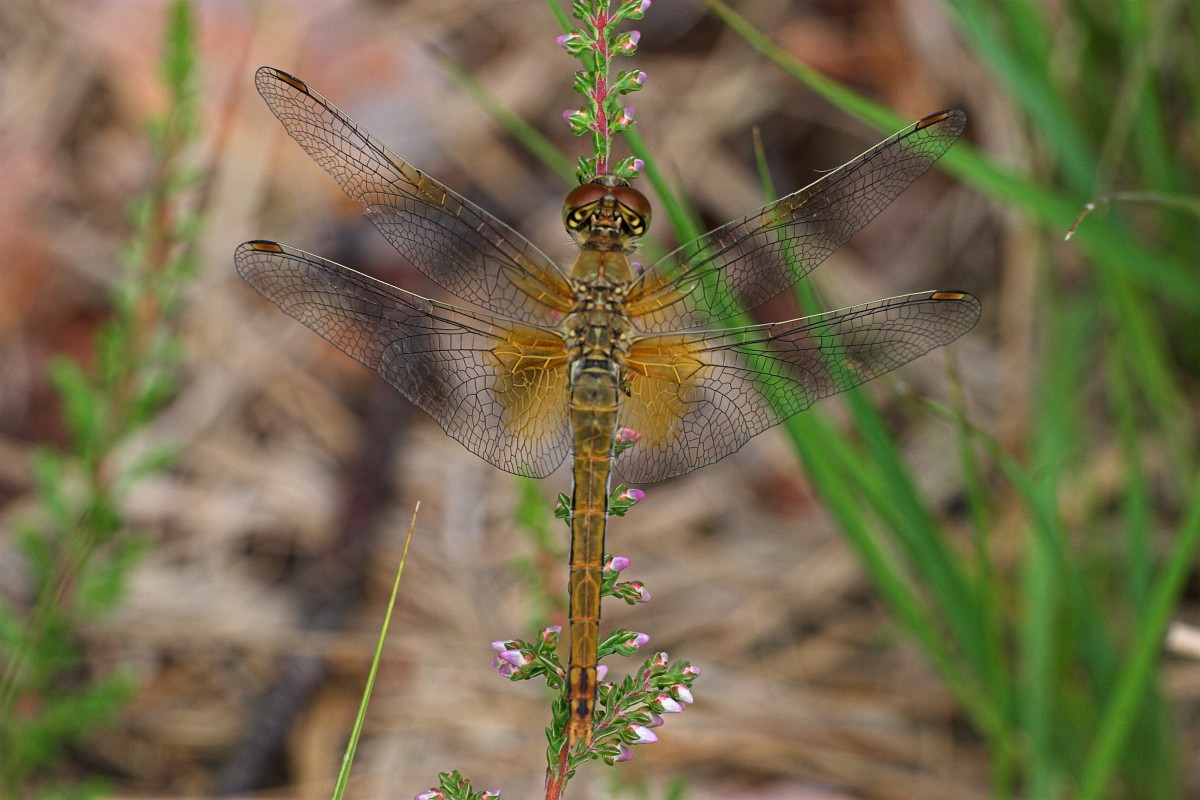 Sympetrum flaveolum, Yellow-winged Sympetrum