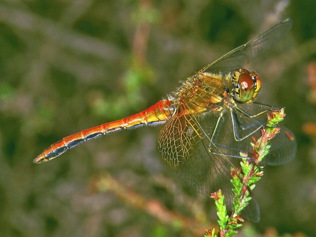 Sympetrum flaveolum, Yellow-winged Sympetrum