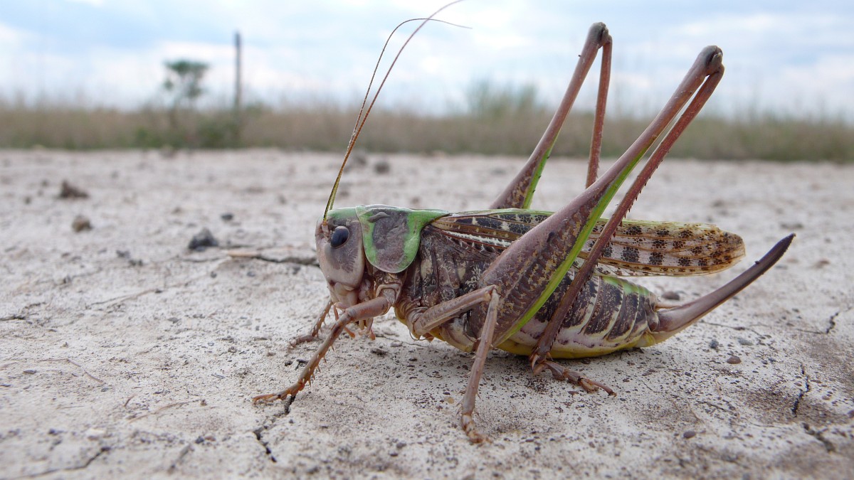 Decticus verrucivorus, Wart-biter