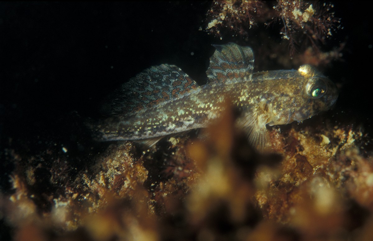 Gobius niger, Black Goby