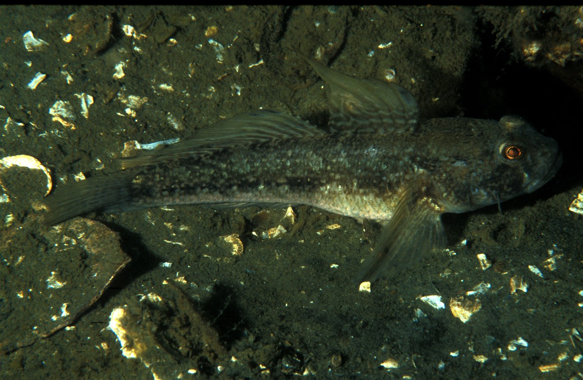 Gobius niger, Black Goby