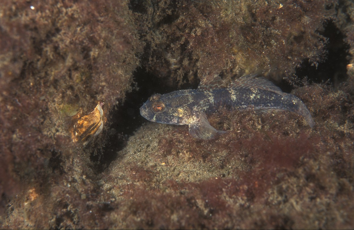 Gobius niger, Black Goby