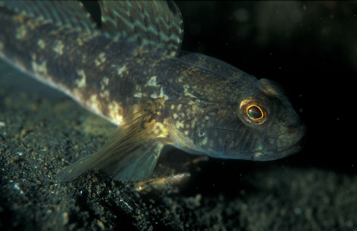 Gobius niger, Black Goby