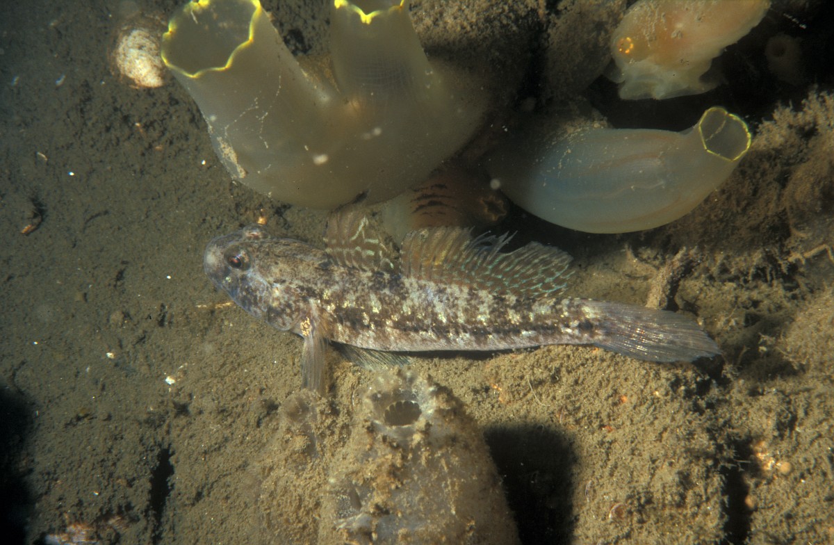Gobius niger, Black Goby